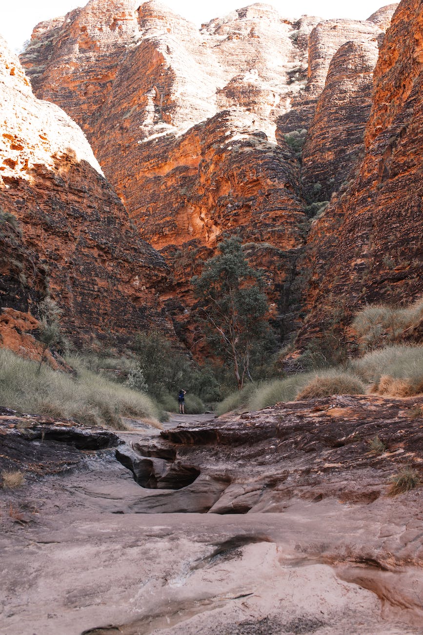 Be like the world’s most famous bush | Free Gas for Your Think Tank ...